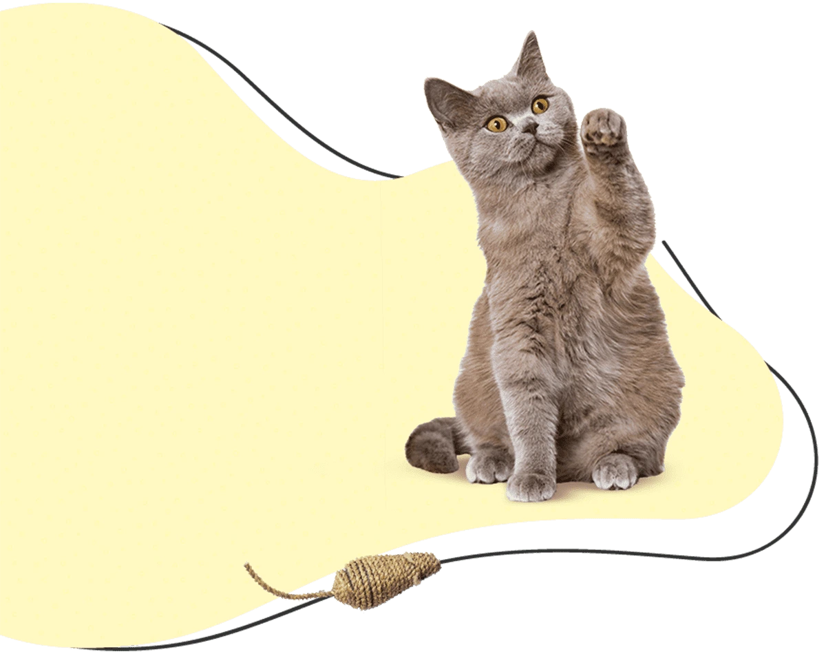 Pawsitive - Pet's Home